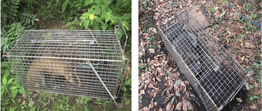 小動物捕獲作業@東大和市 | 株式会社ヨシダ消毒